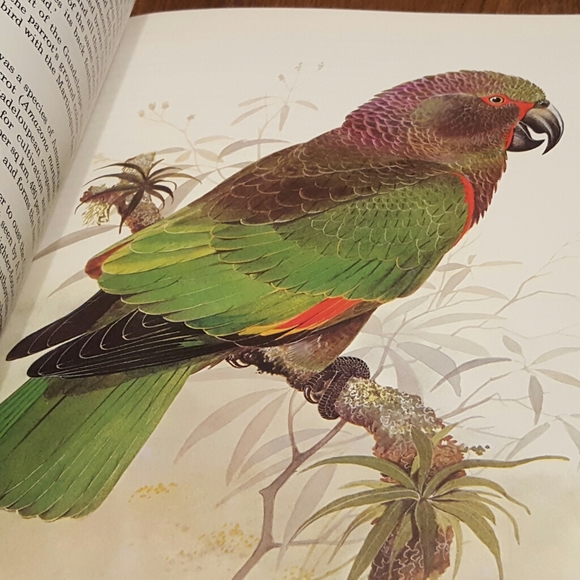 Accents | The Doomsday Book Of Animals Illustrated David Ray | Poshmark